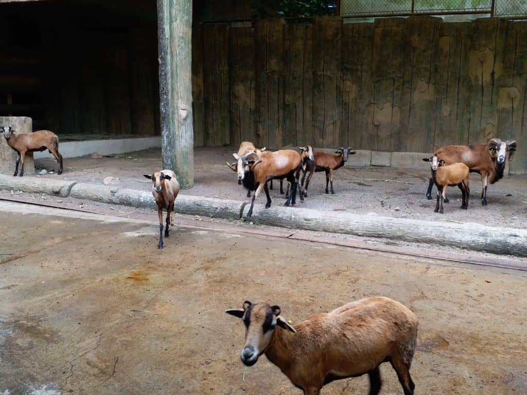 All You Need to Know Before Going to Avilon Zoo Rizal with a Toddler ...