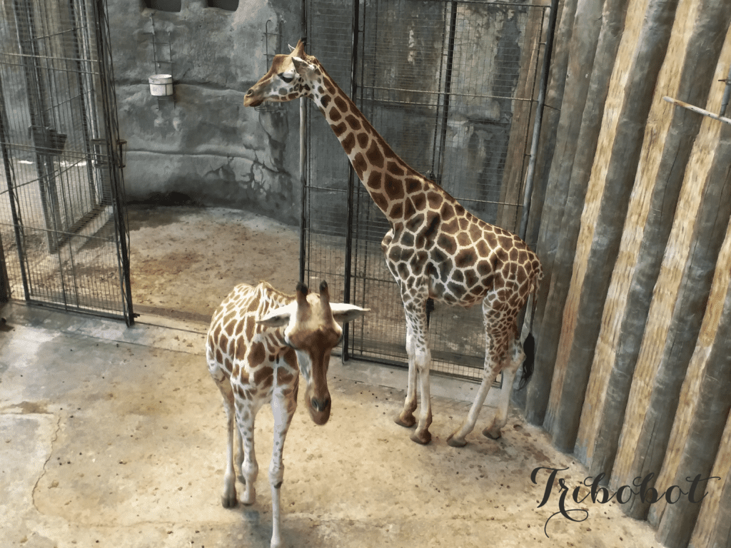 All You Need to Know Before Going to Avilon Zoo Rizal with a Toddler ...