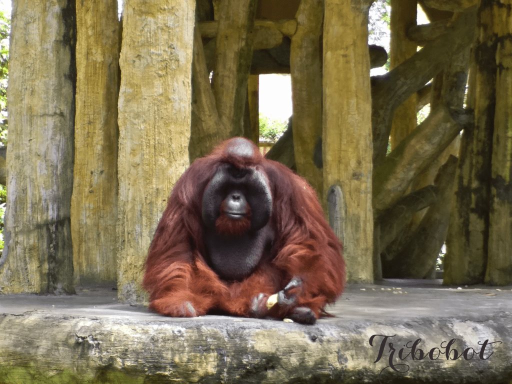 All You Need to Know Before Going to Avilon Zoo Rizal with a Toddler ...