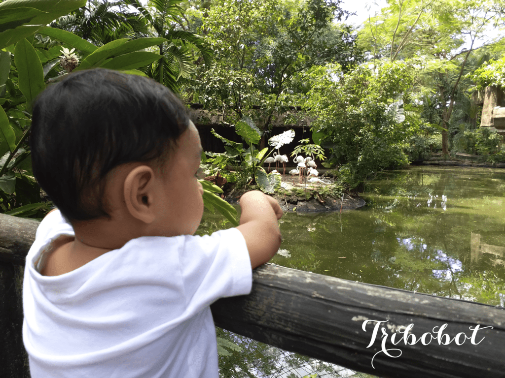 All You Need to Know Before Going to Avilon Zoo Rizal with a Toddler ...