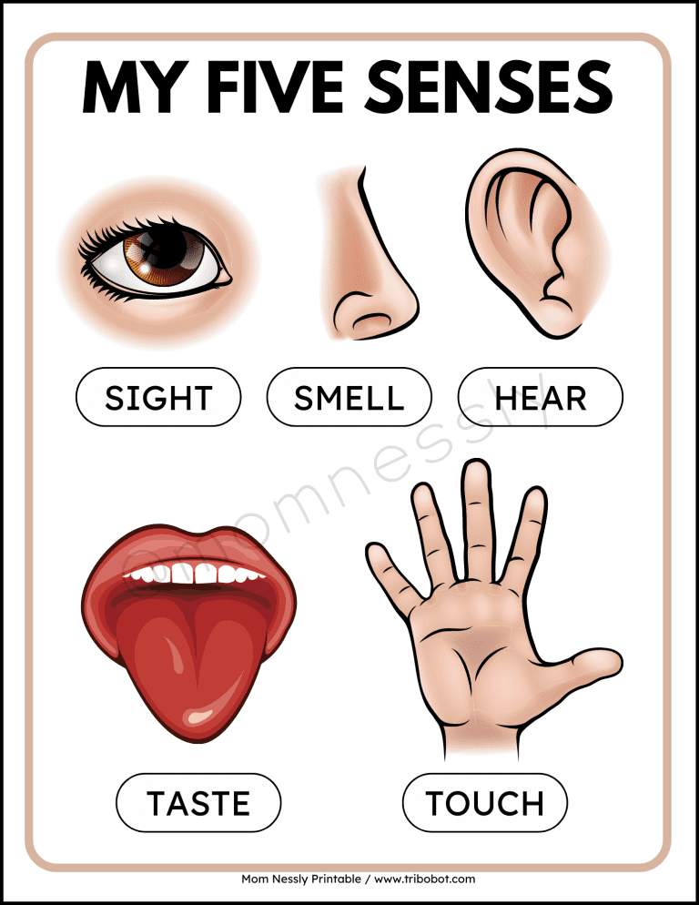 5 Senses Flashcards - Tribobot x Mom Nessly