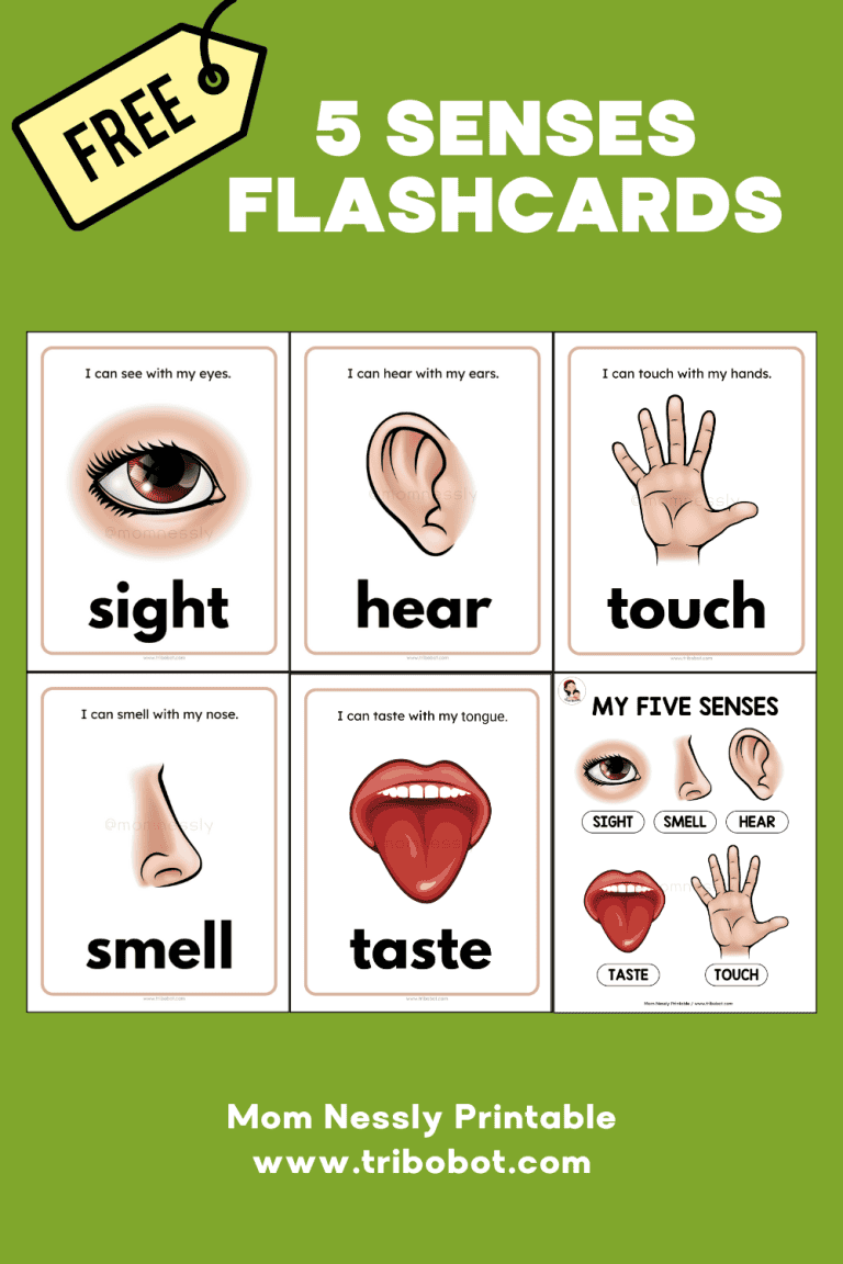5 Senses Flashcards - Tribobot x Mom Nessly