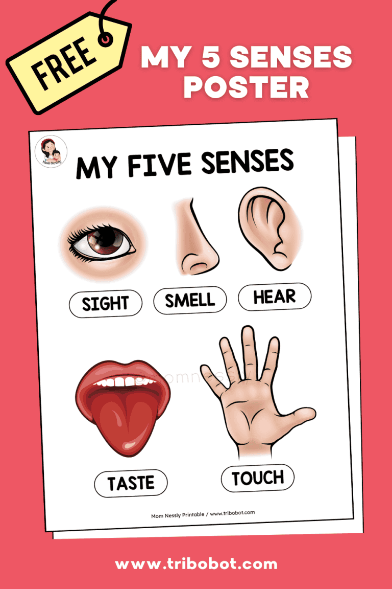 5 Senses Flashcards - Tribobot x Mom Nessly